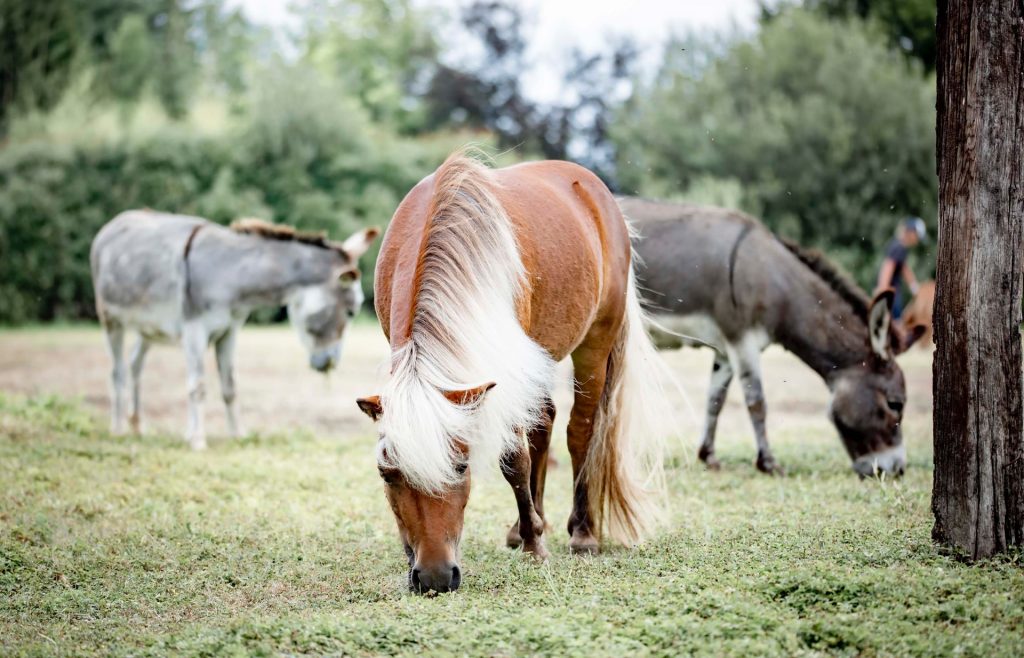 Can Horses And Donkeys Live Together? - Horse and Donkey